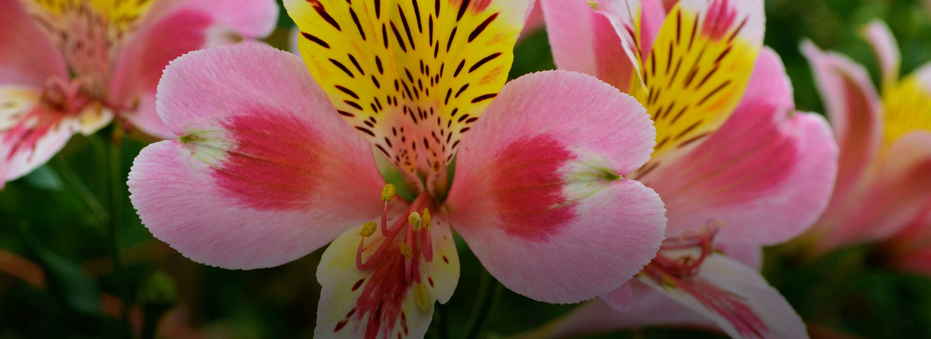 Venta de flores naturales - Agrícola Valleflor